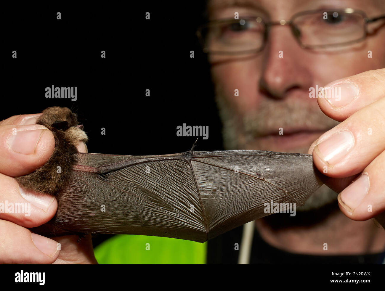 Mayen, Germany. 28th Aug, 2016. Whiskered bats are caught by employees ...