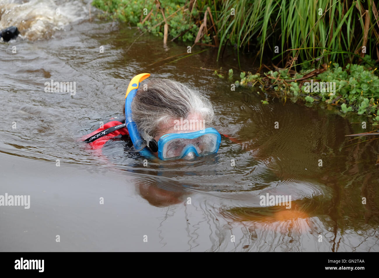 31st World Bog Snorkelling Championships, Llanwrtyd Wells, Powys, Wales ...