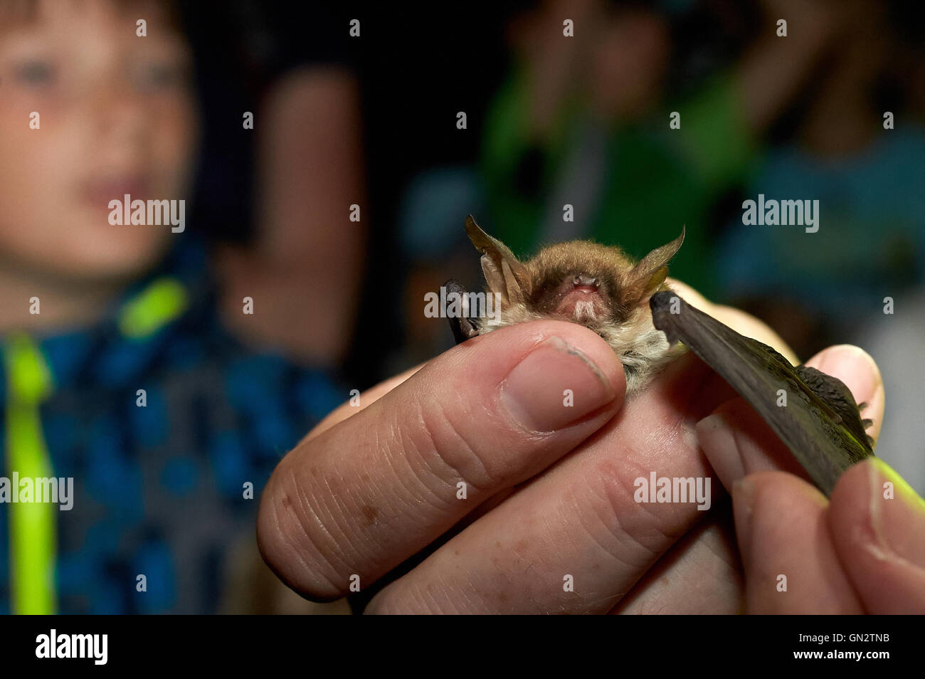 Mayen, Germany. 28th Aug, 2016. Whiskered bats are caught by employees ...