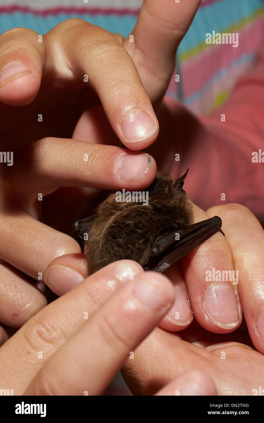 Mayen, Germany. 28th Aug, 2016. Whiskered bats are caught by employees ...