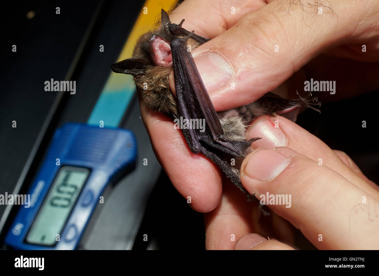 Mayen, Germany. 28th Aug, 2016. Whiskered bats are caught by employees ...