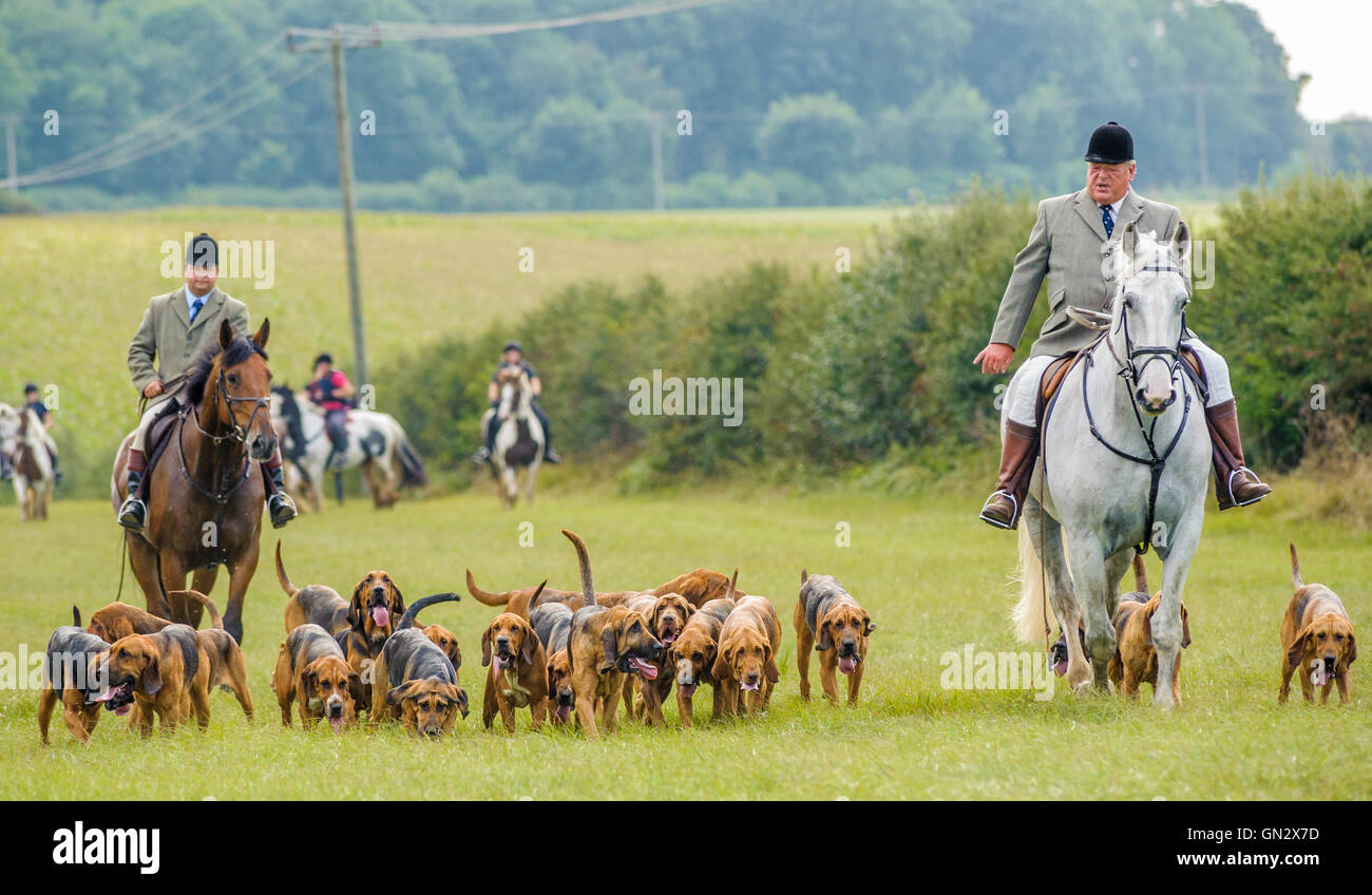 Bloodhounds dog hunt hi-res stock photography and images - Alamy