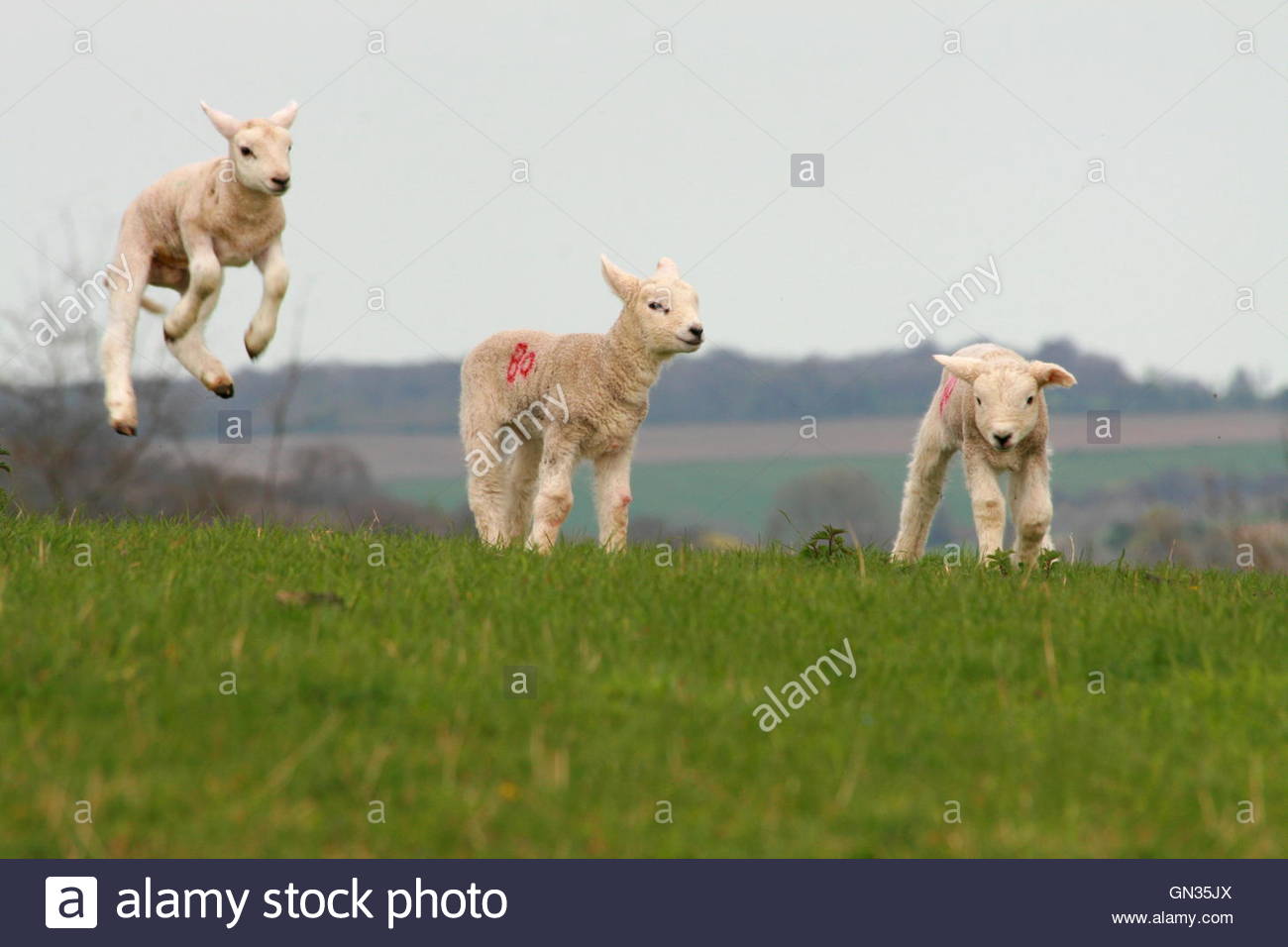 Lamb Jumping In Field High Resolution Stock Photography and Images - Alamy