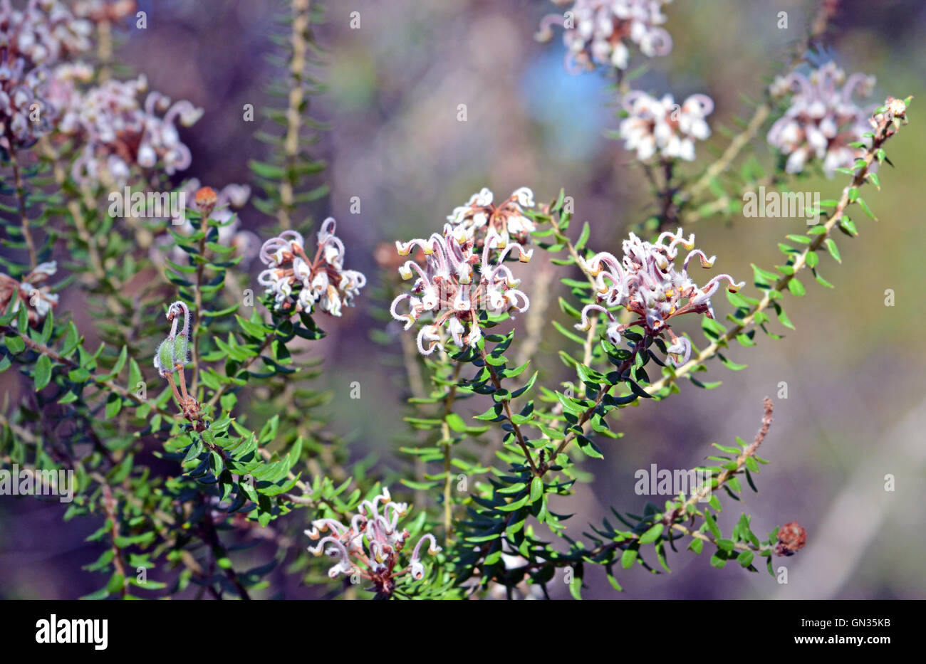 Grevillea buxifolia (Grey Spider flower or Box-leaved Grevillea) in the ...