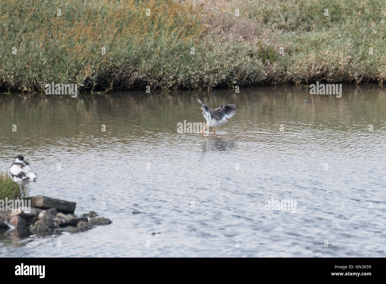 A Redshank just landing on the water Stock Photo - Alamy