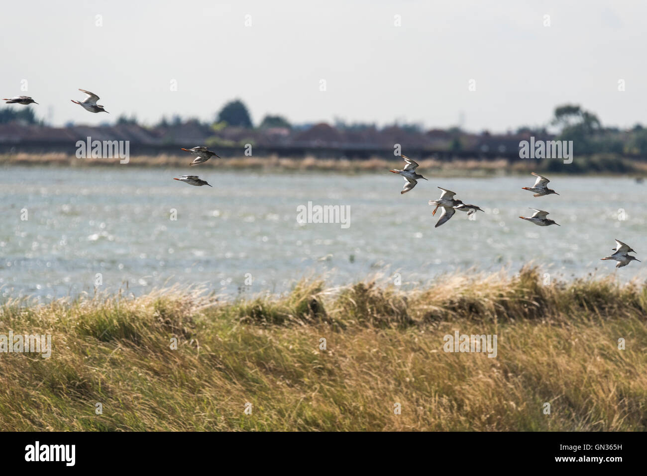 A small flock of Redshank flying Stock Photo - Alamy