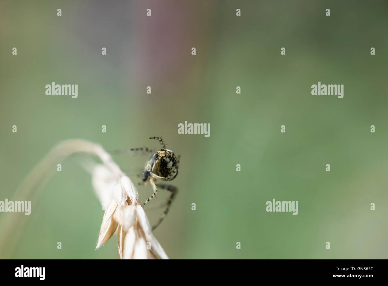 The rear end of a spider showing the spinnert which produces the silk ...