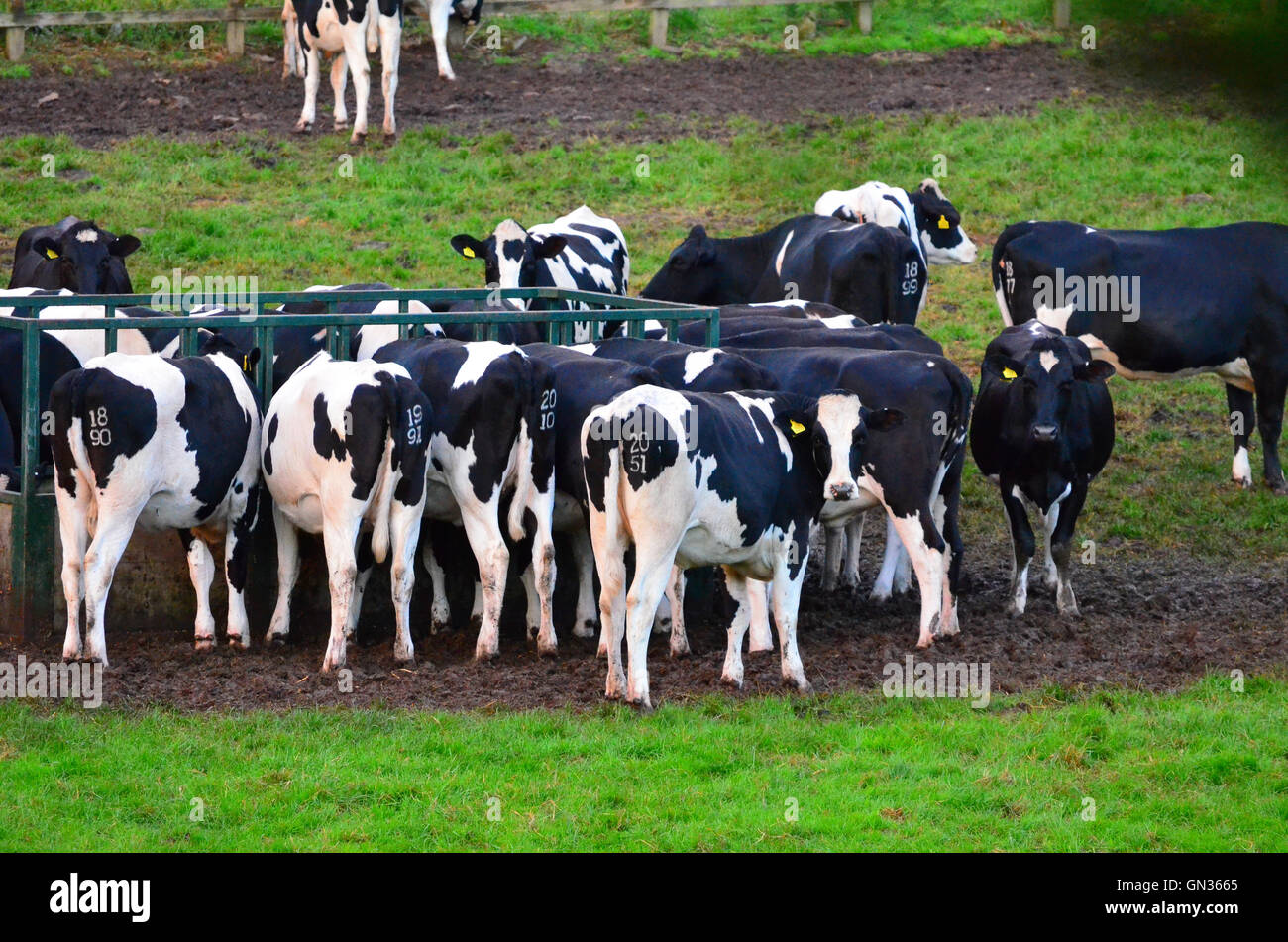 Cows in a field in Pickering North Yorkshire England UK Stock Photo - Alamy