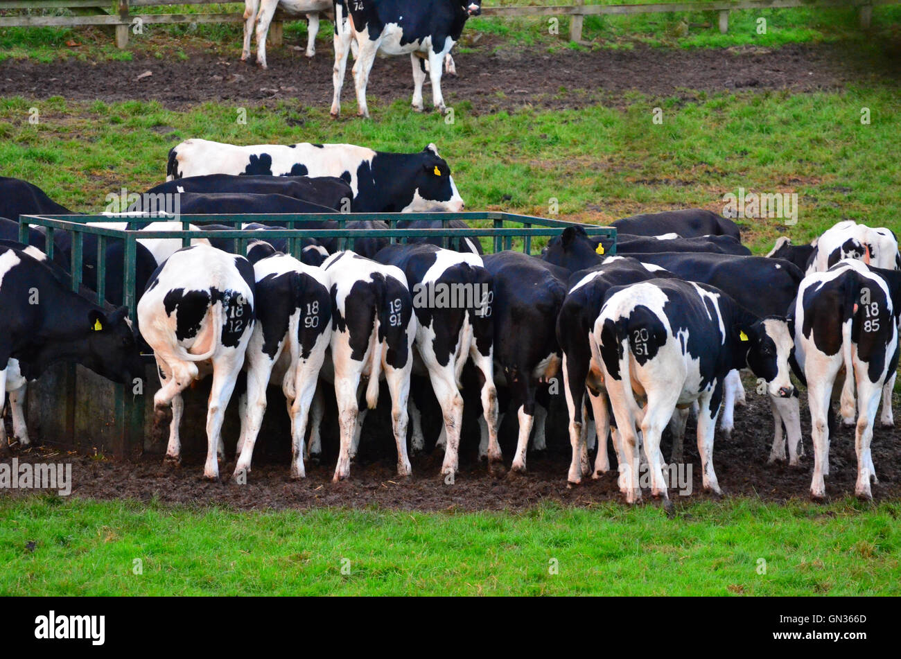 Cows in a field in Pickering North Yorkshire England UK Stock Photo - Alamy