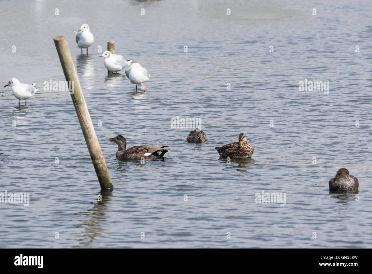 A swimming Garganey in eclipse plumage amongst some other ducks and ...