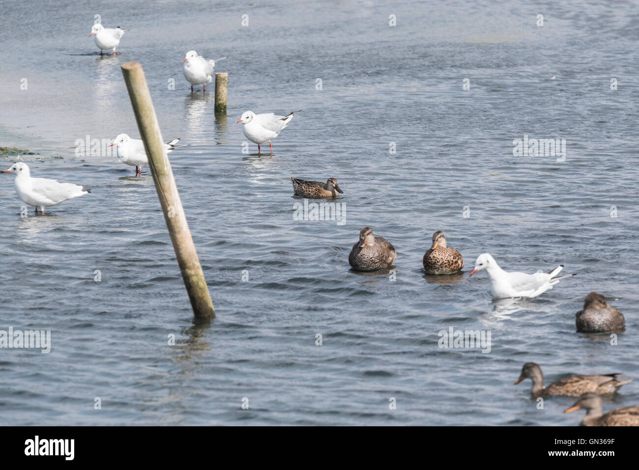 A swimming Garganey in eclipse plumage amongst some other ducks and ...