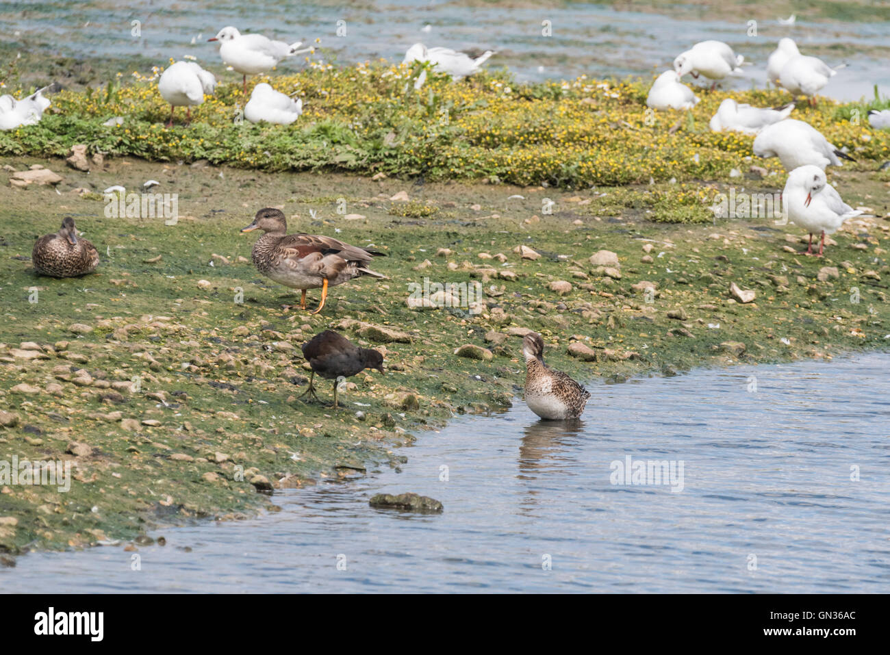 A preening Garganey in eclipse plumage Stock Photo - Alamy