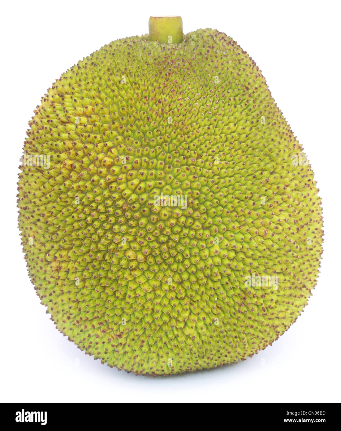 Jackfruit over white background Stock Photo - Alamy