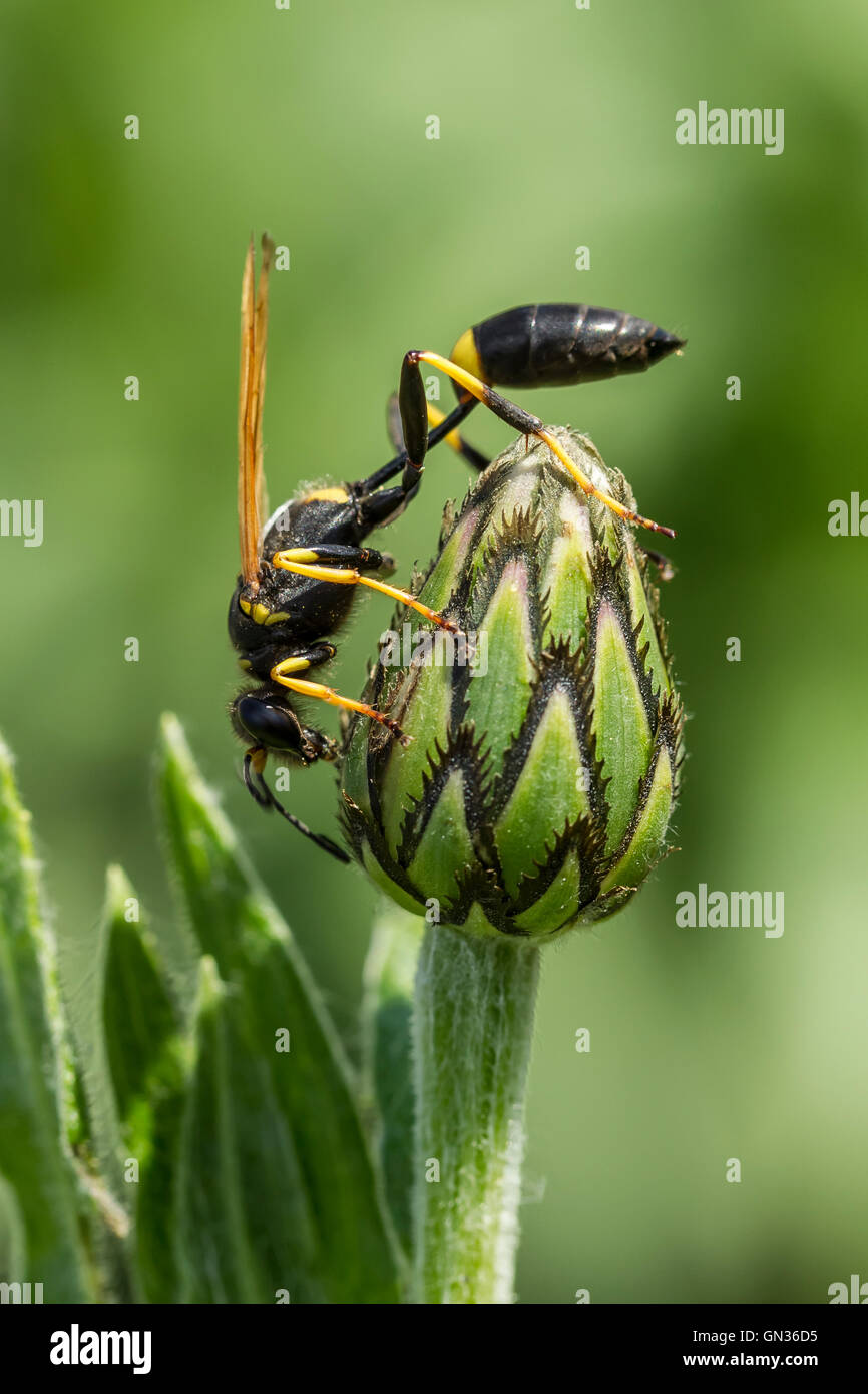 Side view of wasp on flower Stock Photo - Alamy