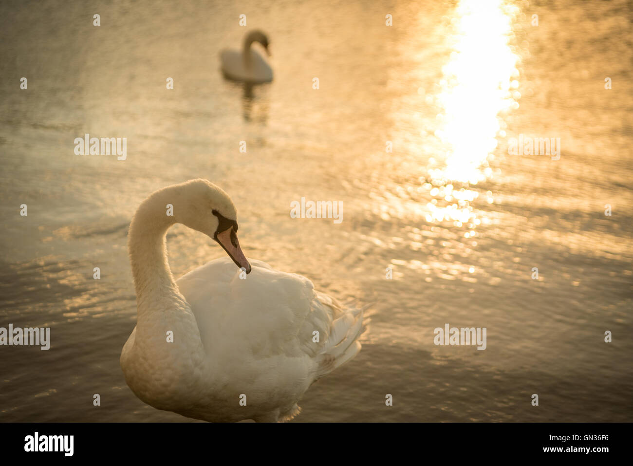 Golden Swan Lake, Wales Stock Photo - Alamy