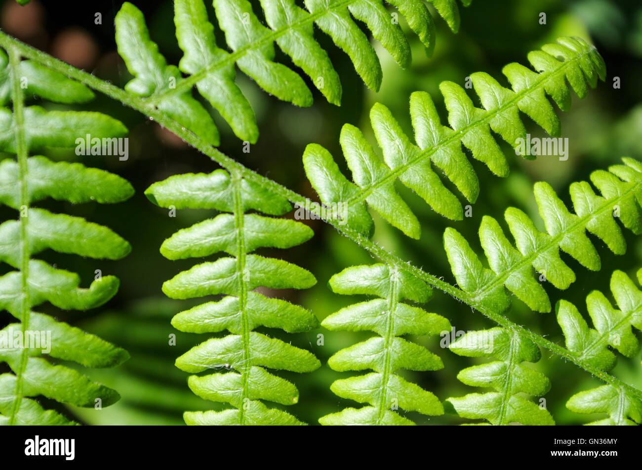 Lady fern british columbia hi-res stock photography and images - Alamy