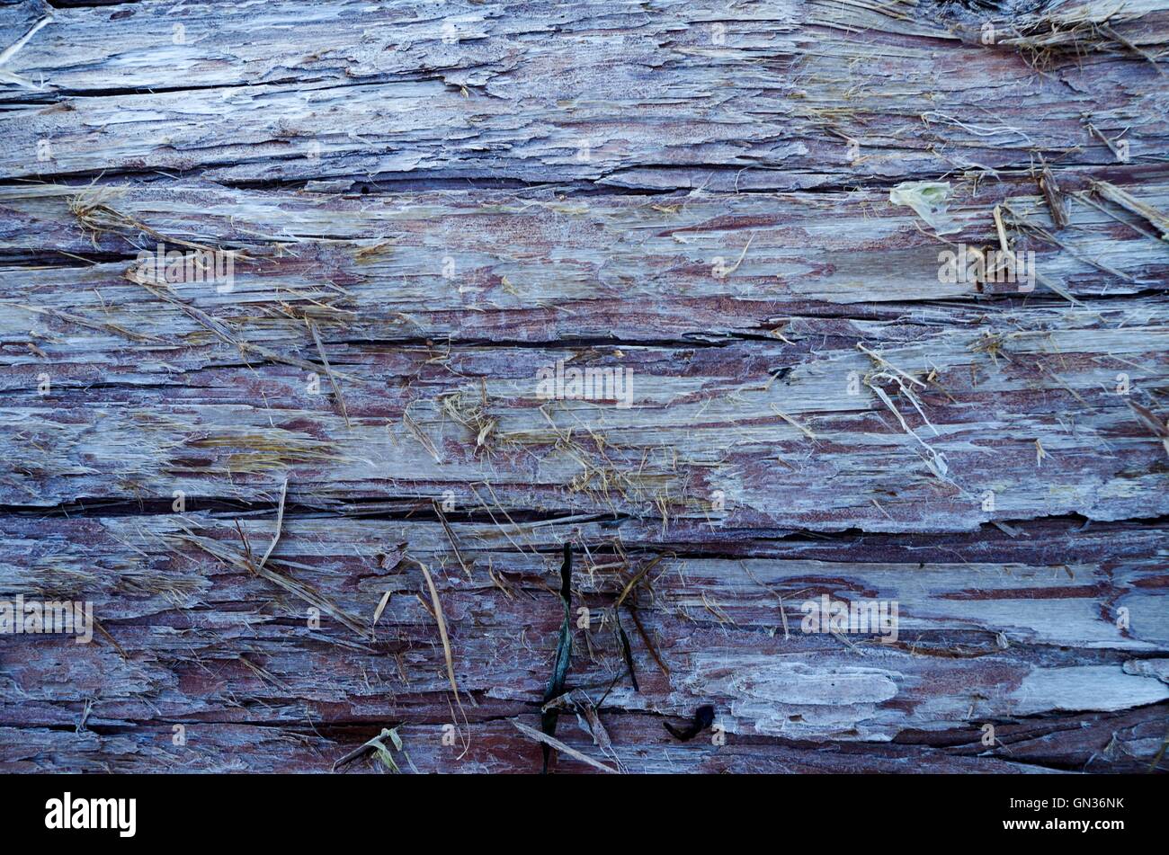 Worn tree bark Stock Photo - Alamy