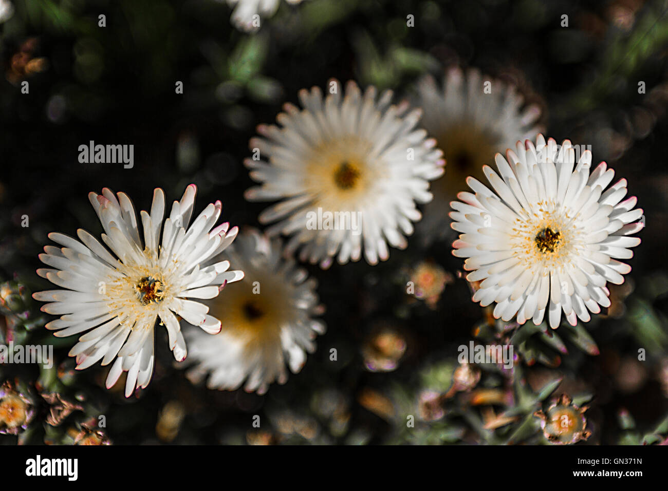 White flowers nature hi-res stock photography and images - Alamy