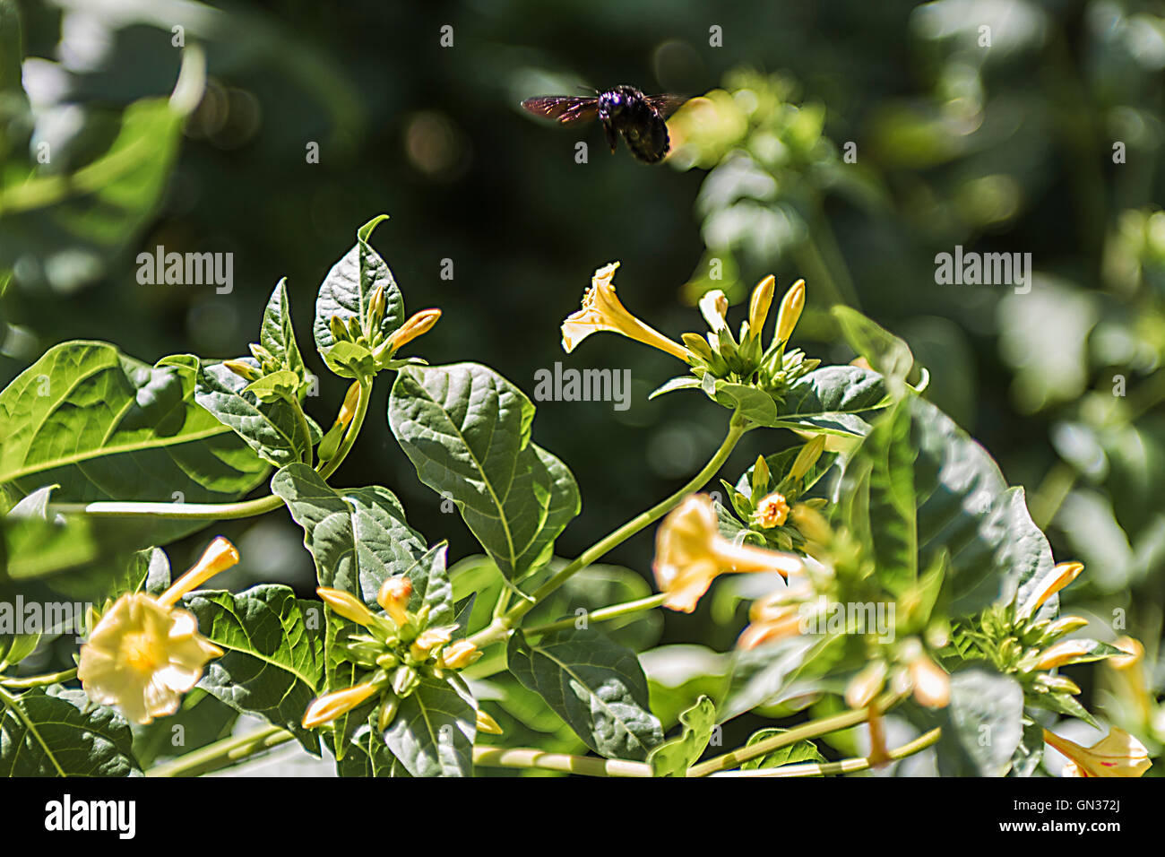 Flying to flower hi-res stock photography and images - Alamy
