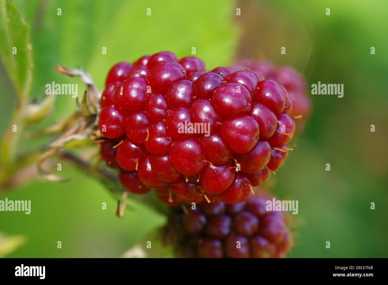 Blackberry fruit ripening on vine hi-res stock photography and images ...