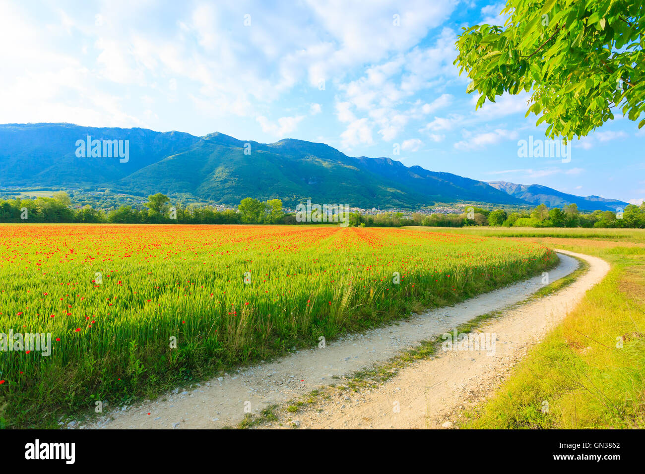 Dirt road trough italian countryside. Field of red poppies. Rural life ...