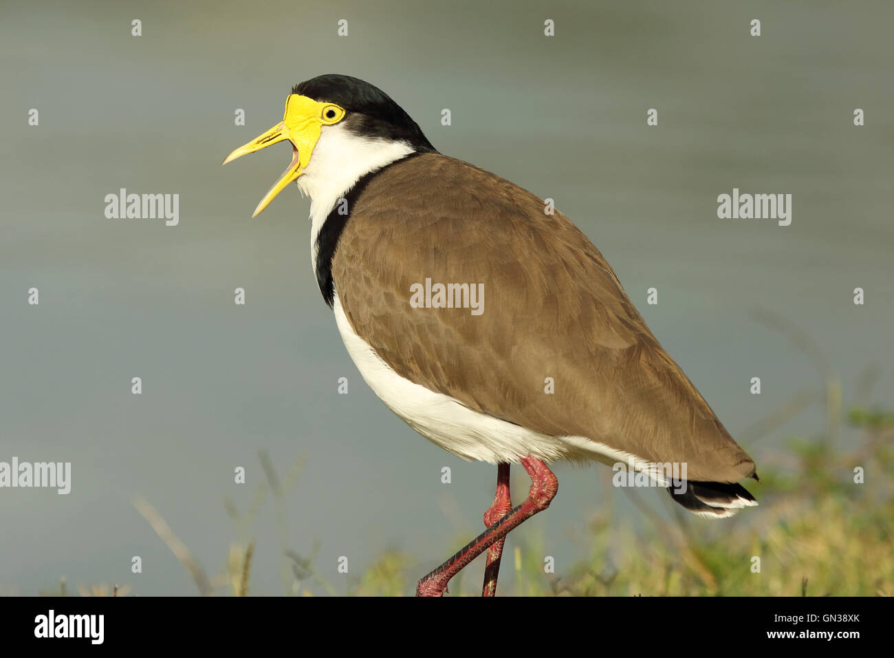 Lapwing behavior hi-res stock photography and images - Alamy