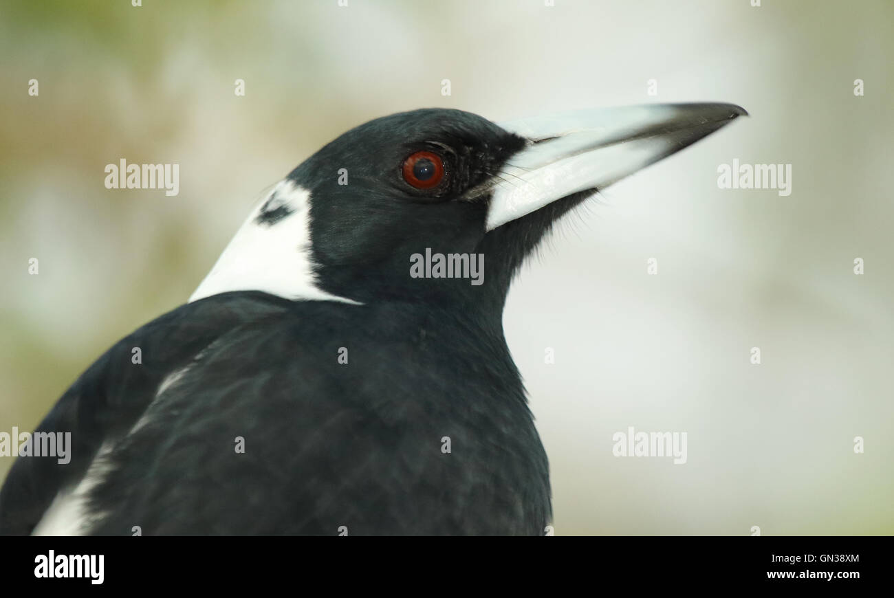 A portrait of an Australian Magpie Stock Photo - Alamy