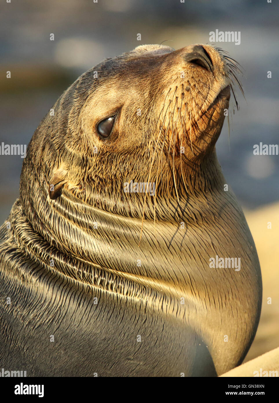 A portrait of a California Sea Lion Stock Photo - Alamy