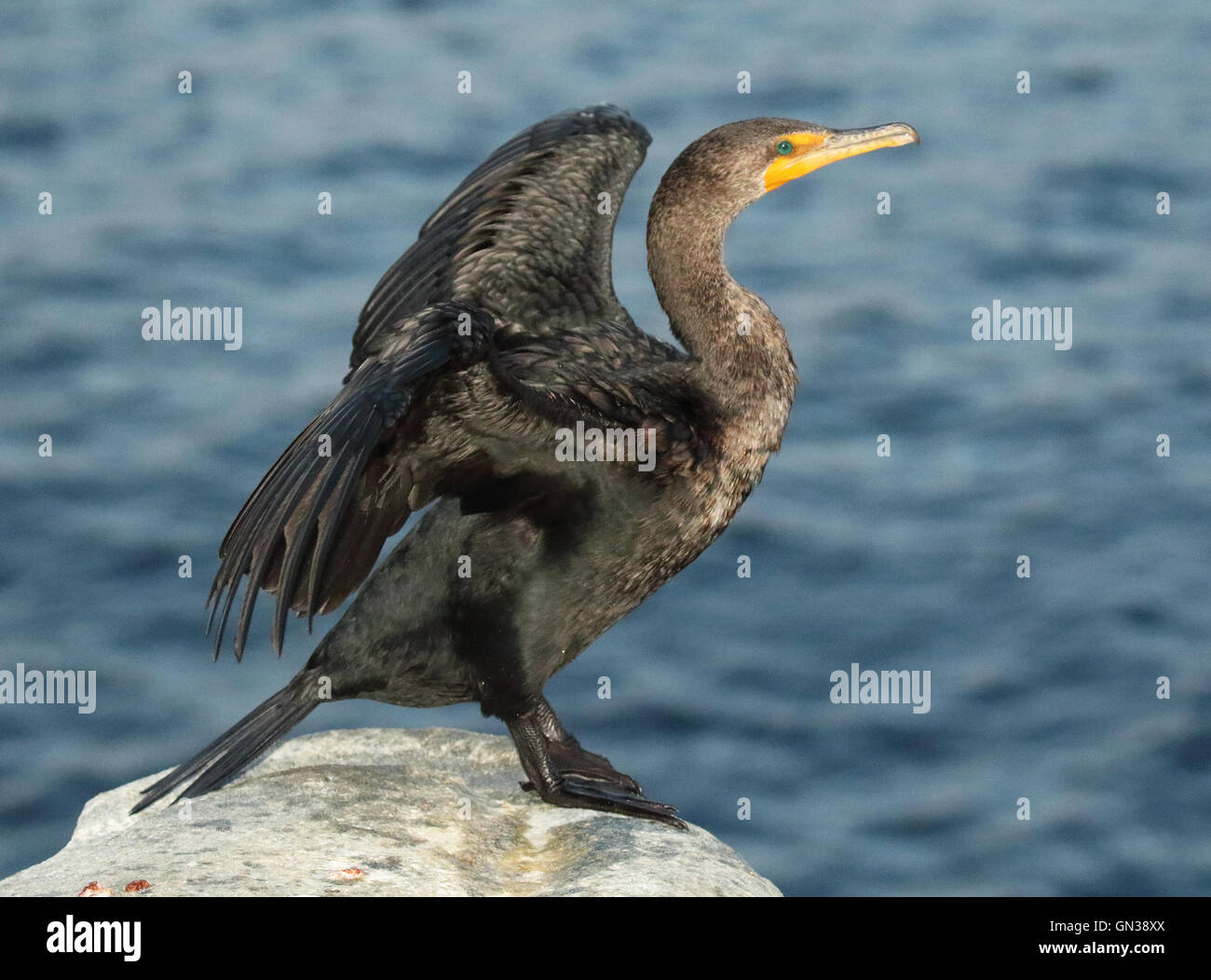 A Double-crested Cormorant ready to take off Stock Photo - Alamy