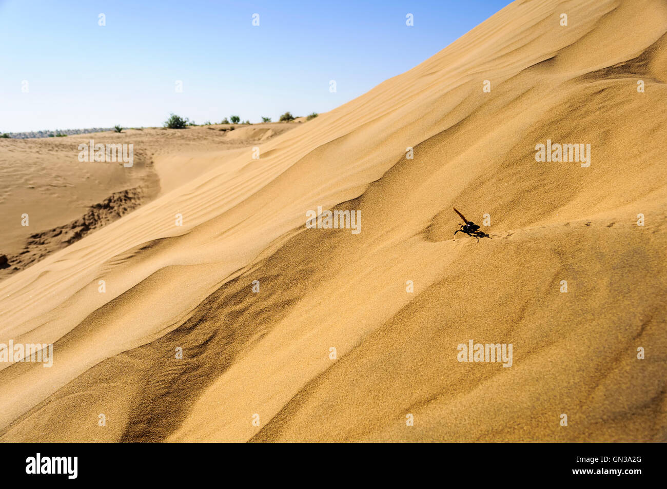 Landscape Sand dunes, SAM dunes, ripples, Desert National Park of Thar ...