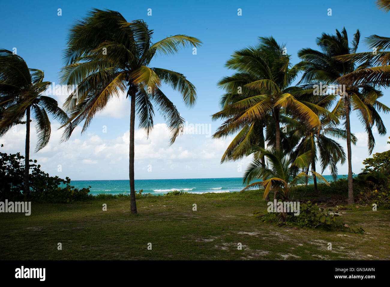 Palm trees with Caribbean turquoise sea on beach in Varadero on Cuba in ...