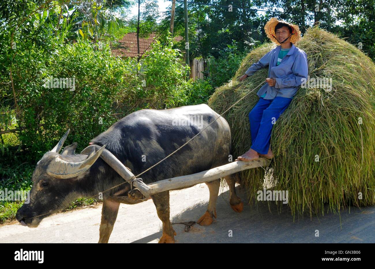 Vinh, Vietnam - 2 November 2008. Water buffalo pulling cart laden with ...
