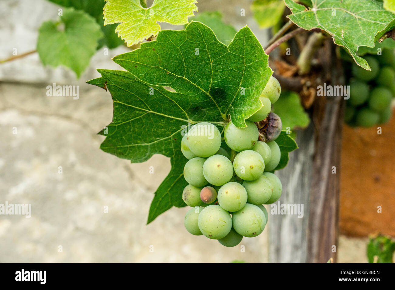 Grape clusters growing up the hot wall Stock Photo - Alamy