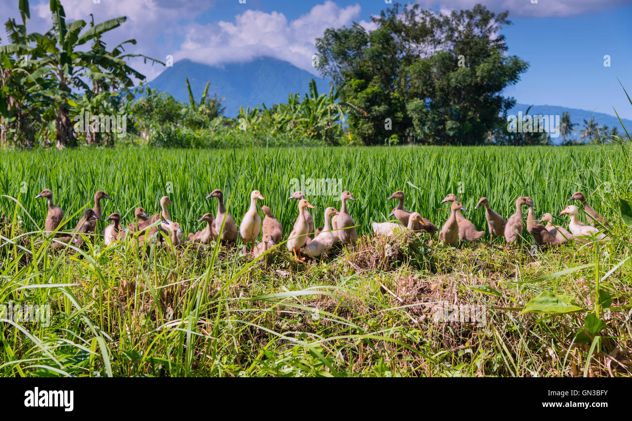 Row of ducks in a rice field Stock Photo - Alamy