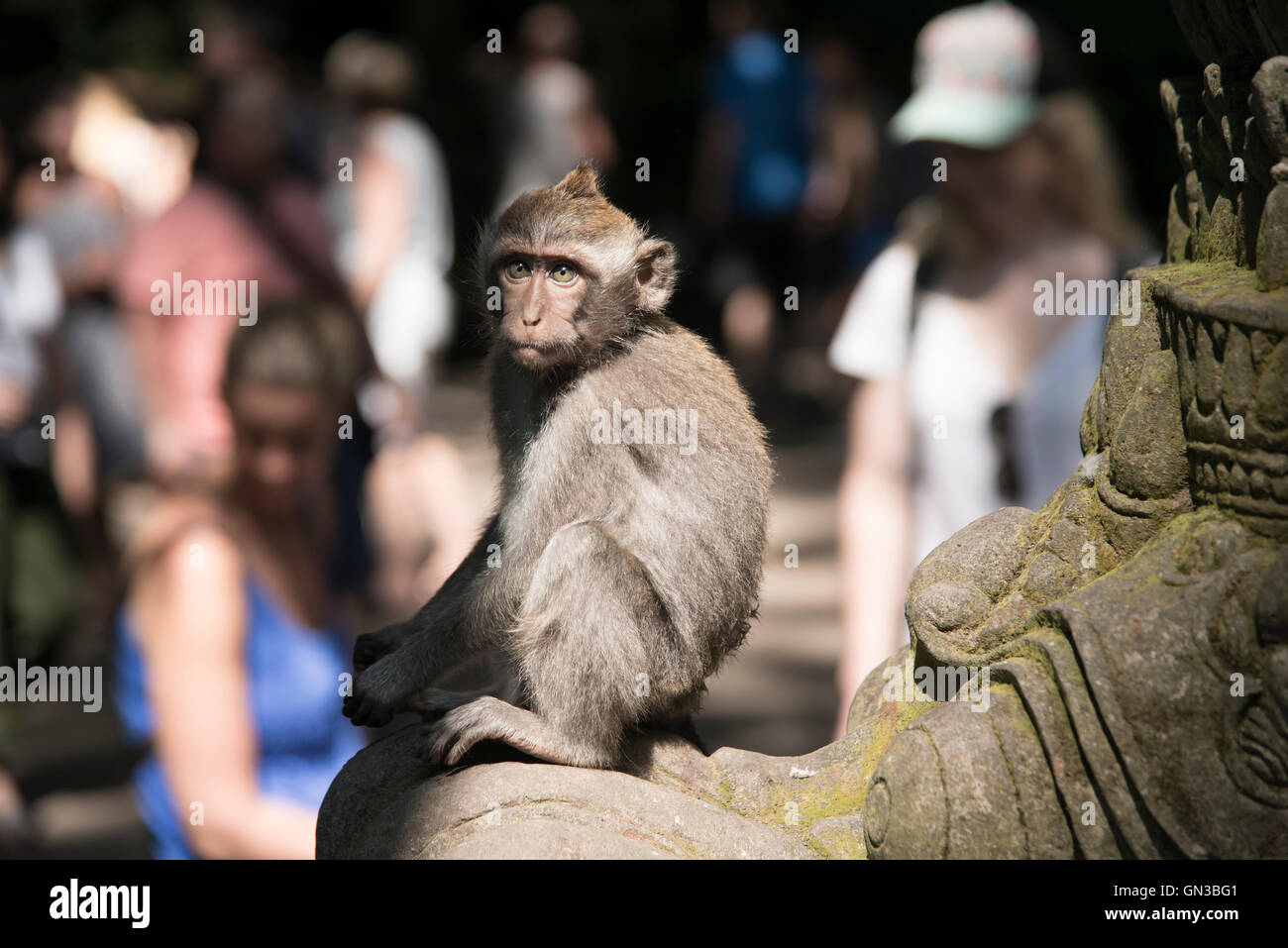 Sun tailed monkey hi-res stock photography and images - Alamy