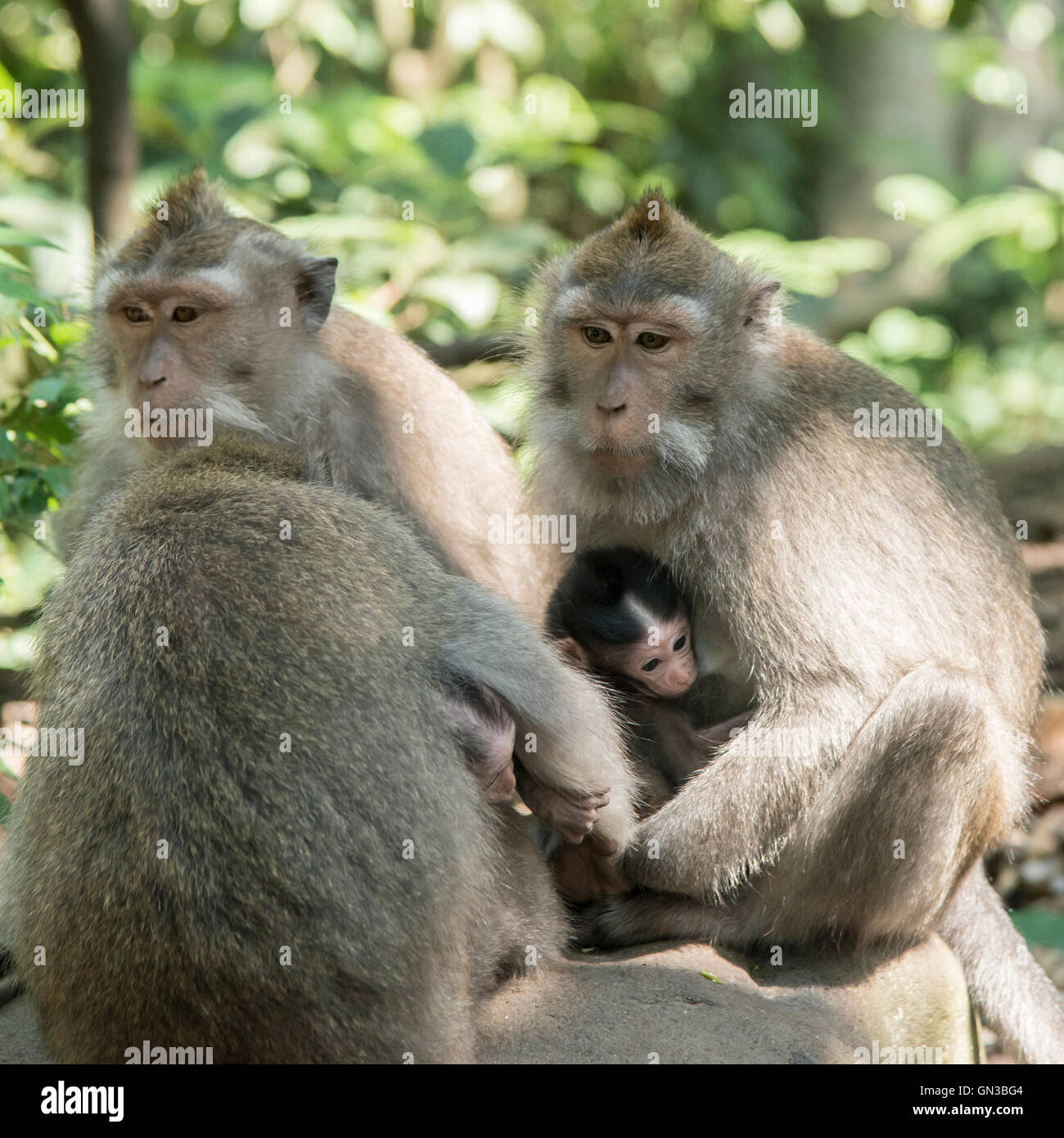 Adult monkeys hi-res stock photography and images - Alamy