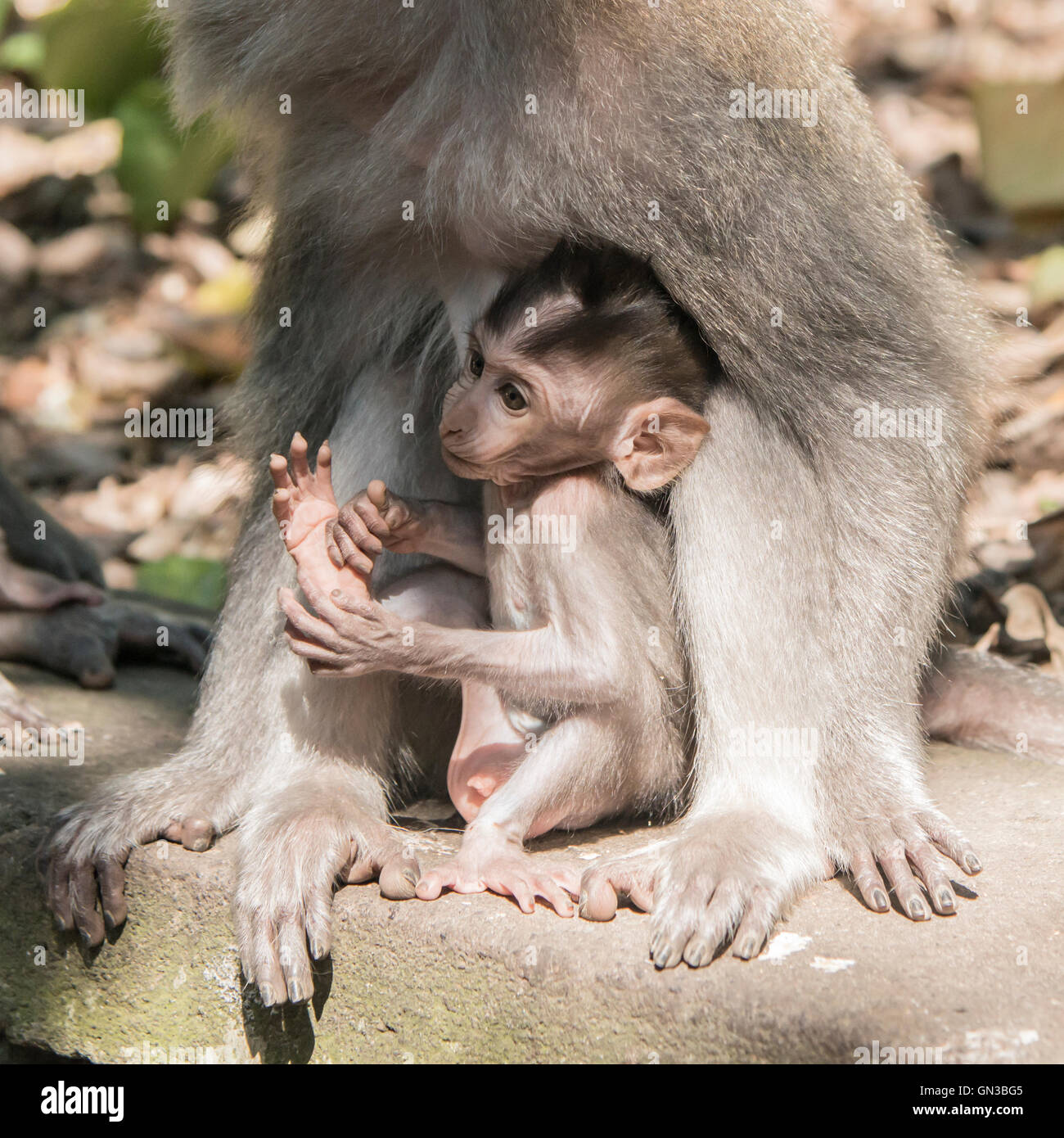Baby monkey with mother hi-res stock photography and images - Alamy