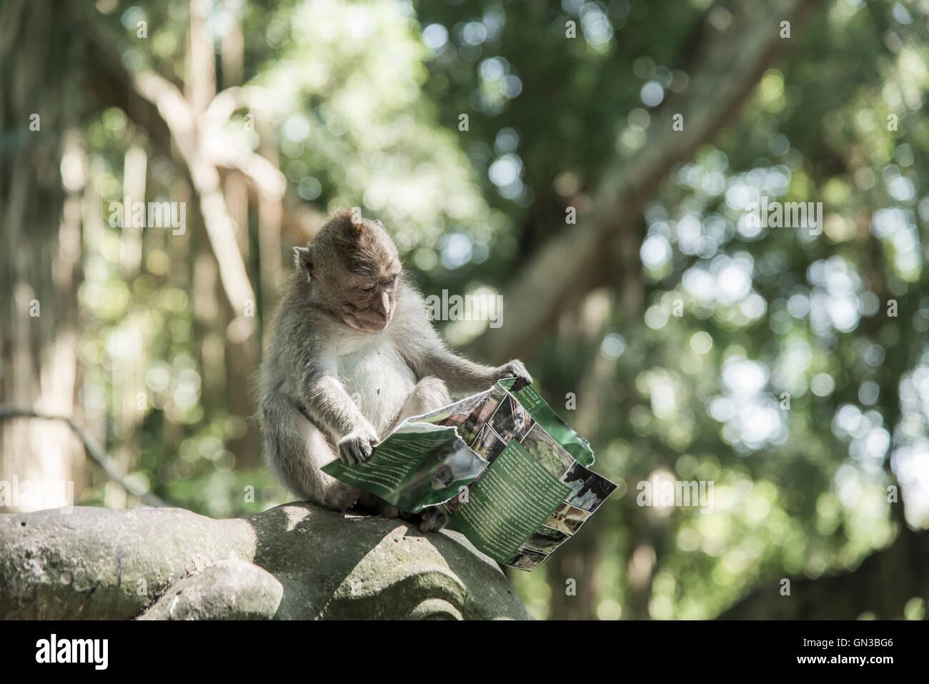 Reading the forest hi-res stock photography and images - Alamy