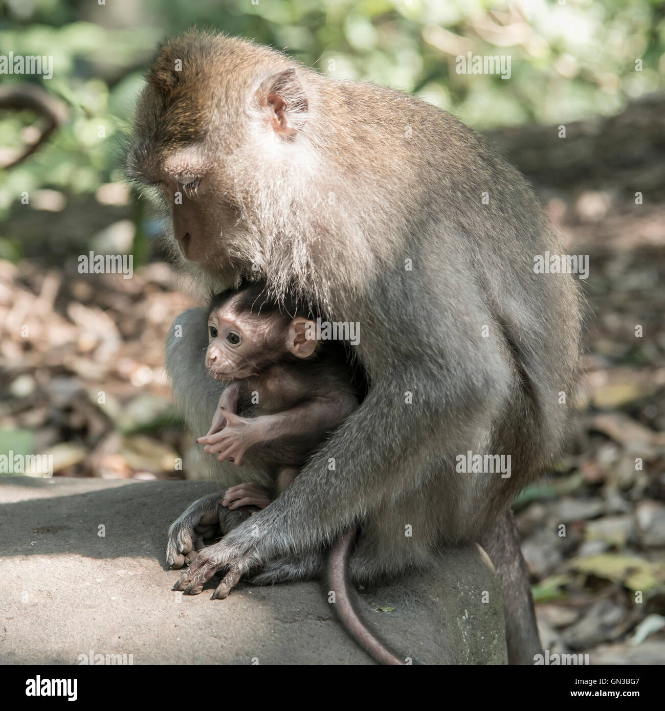 Mother and baby monkey Stock Photo - Alamy