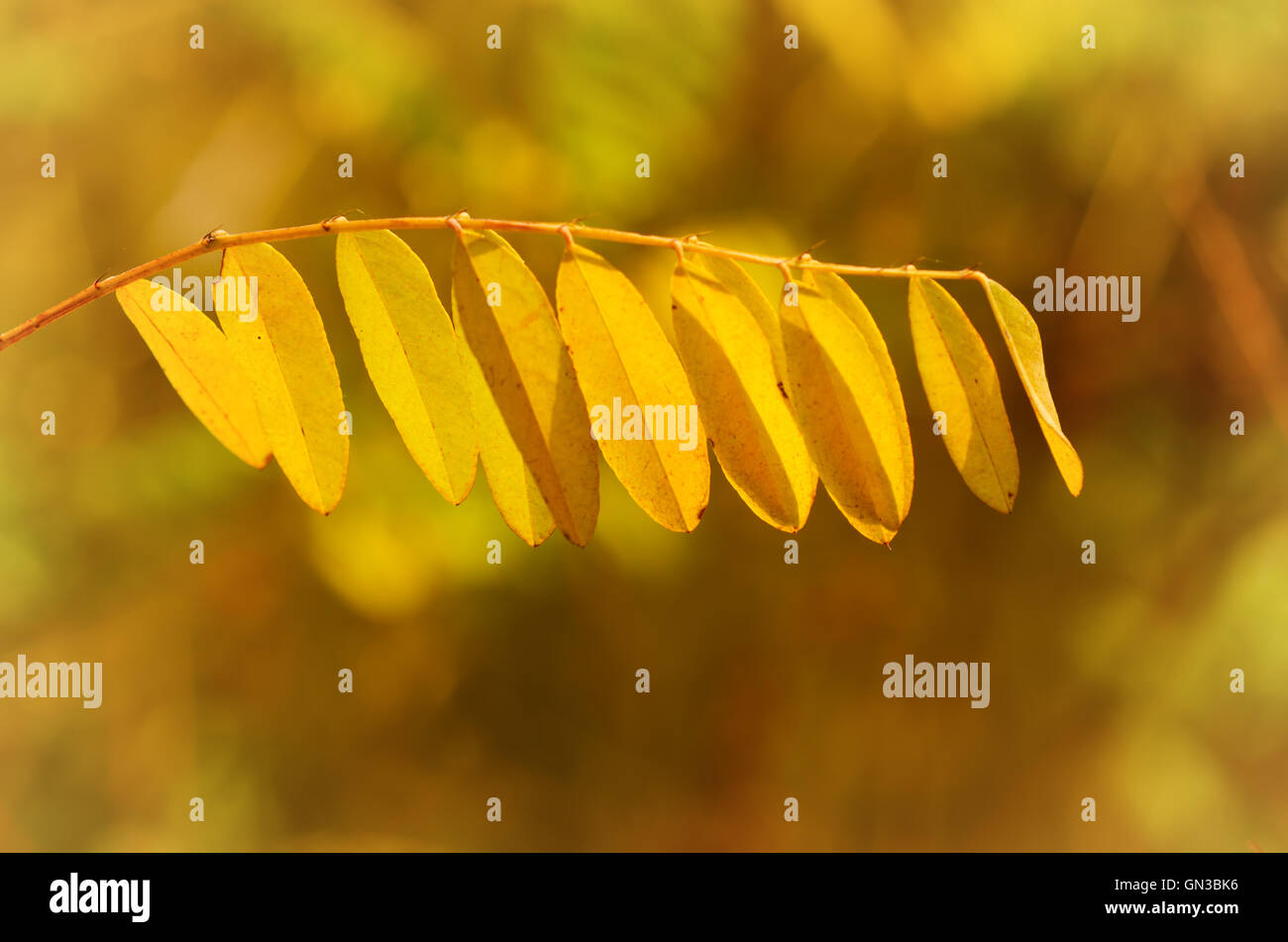 Autumn tree branch Stock Photo - Alamy