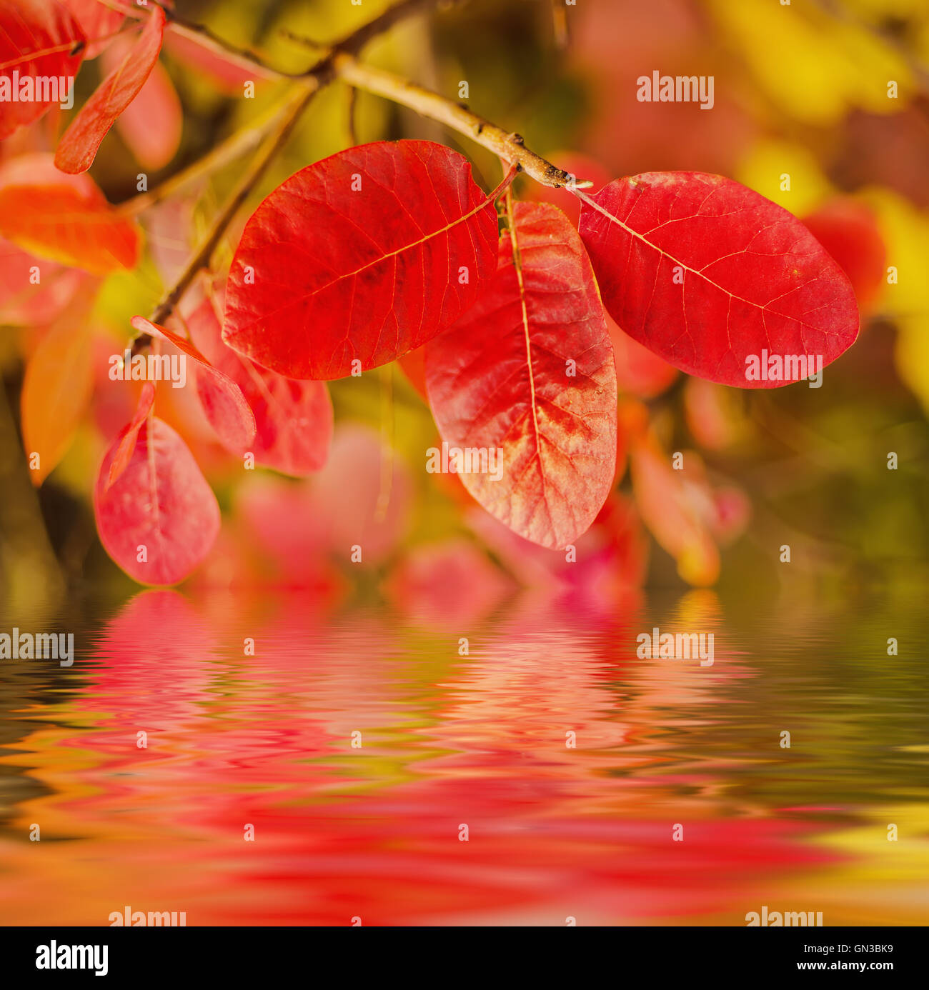 Autumn tree branch Stock Photo - Alamy