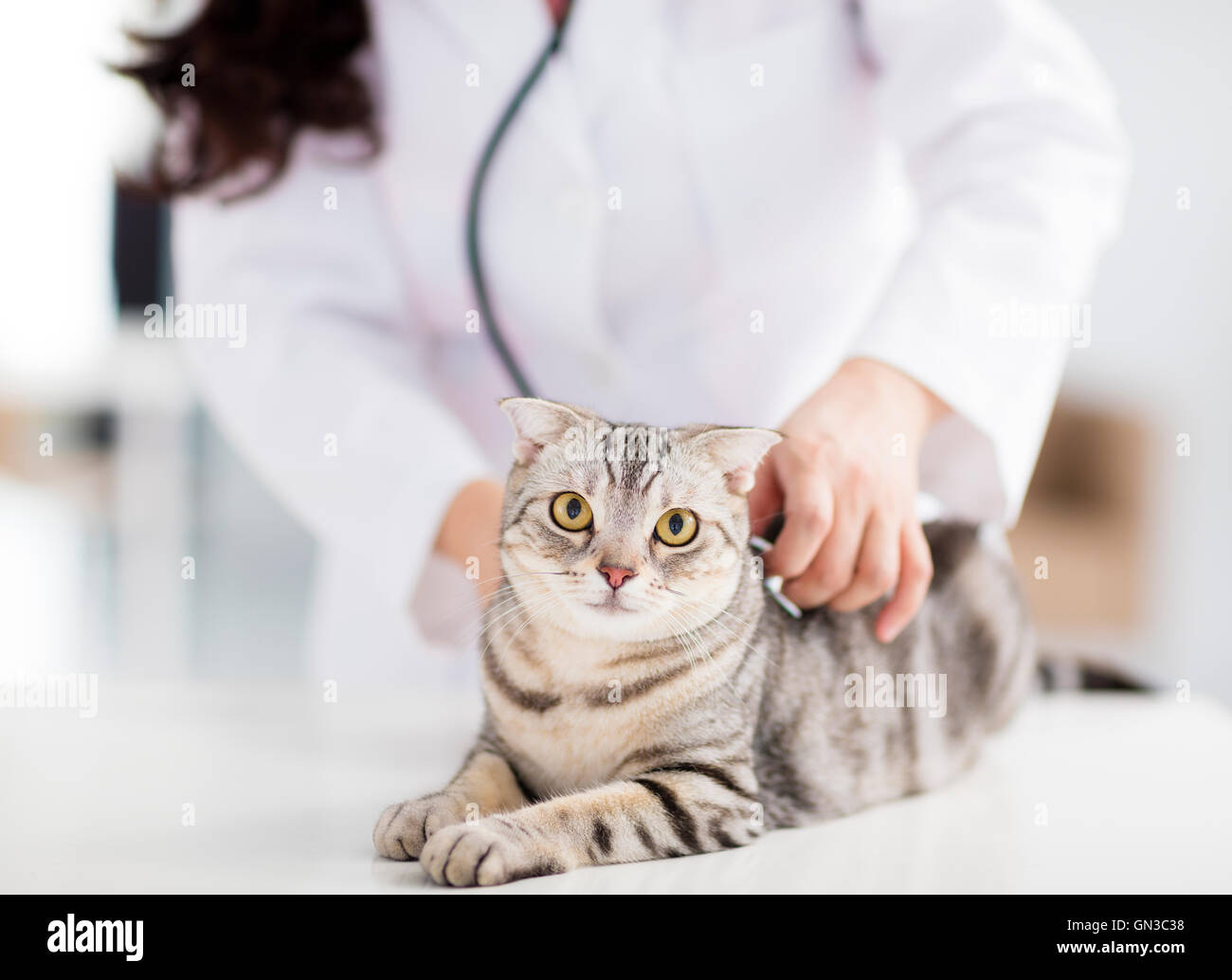 female veterinarian medical doctor with cat Stock Photo - Alamy