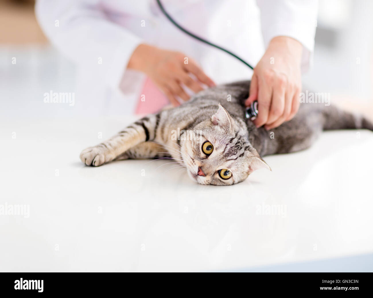 female veterinarian medical doctor with cat Stock Photo - Alamy