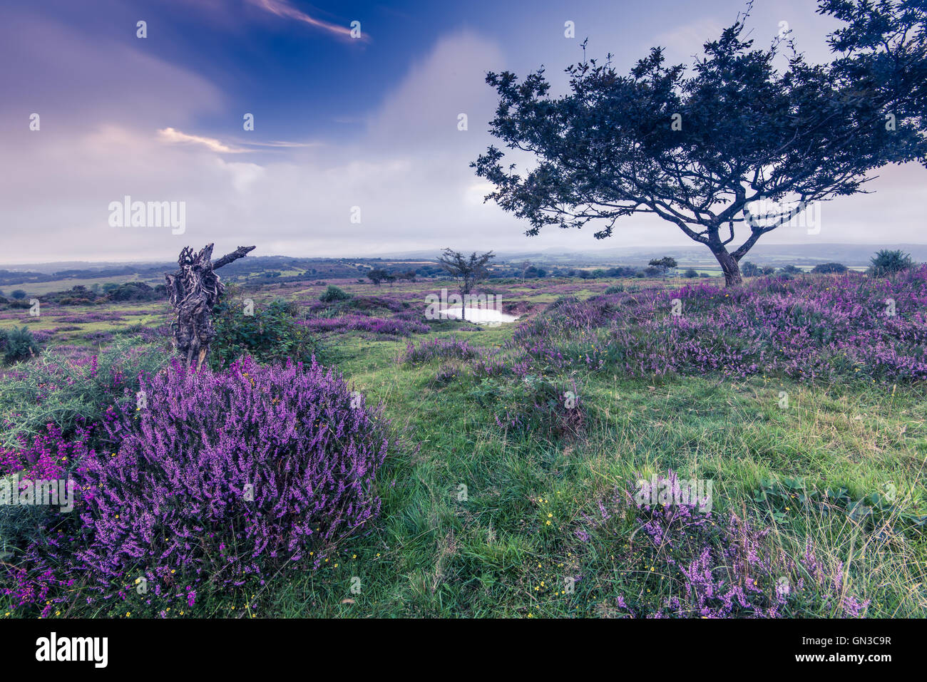 Pink and violet heathers in autumn at sunset Stock Photo - Alamy