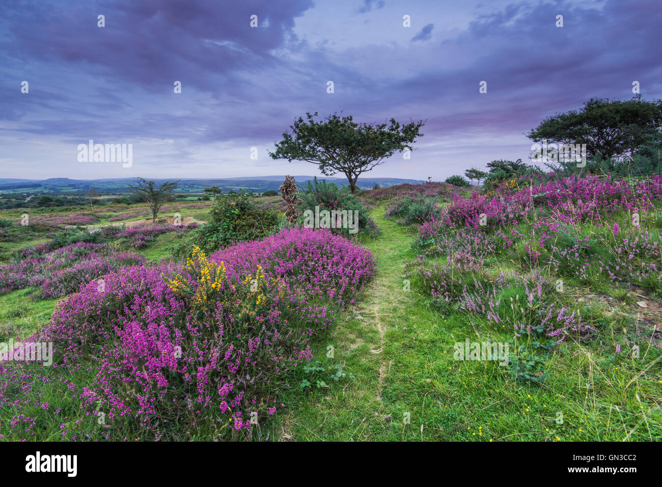 wild heather blooming in heathland in early autumn Stock Photo - Alamy