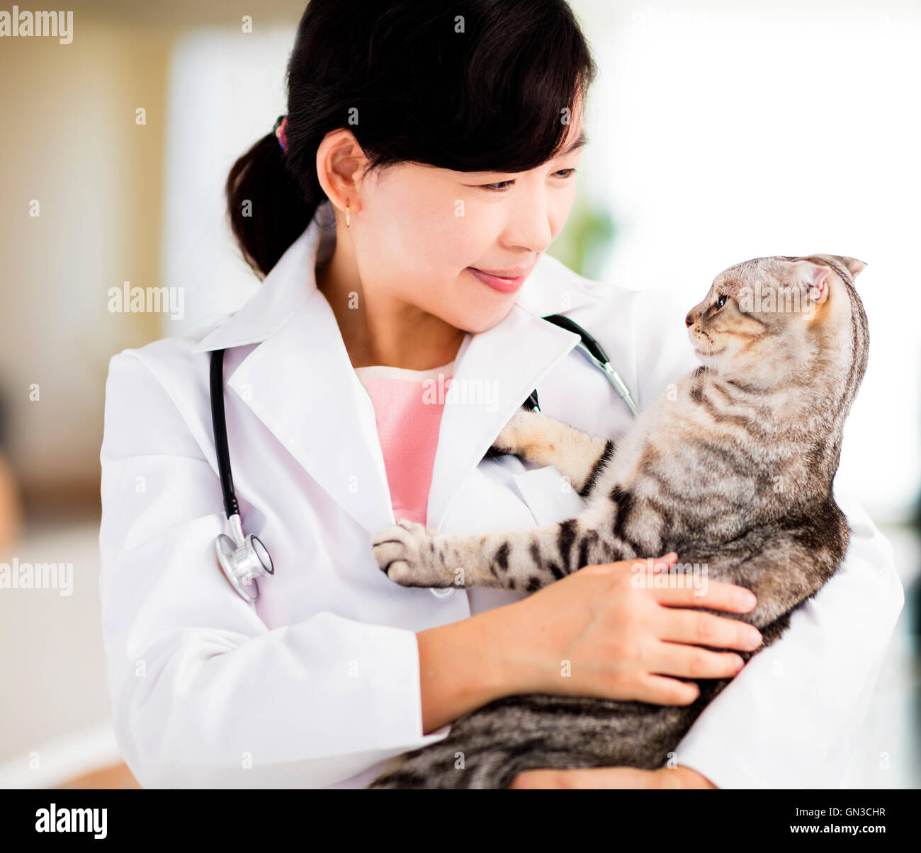 female veterinarian medical doctor with cat Stock Photo - Alamy