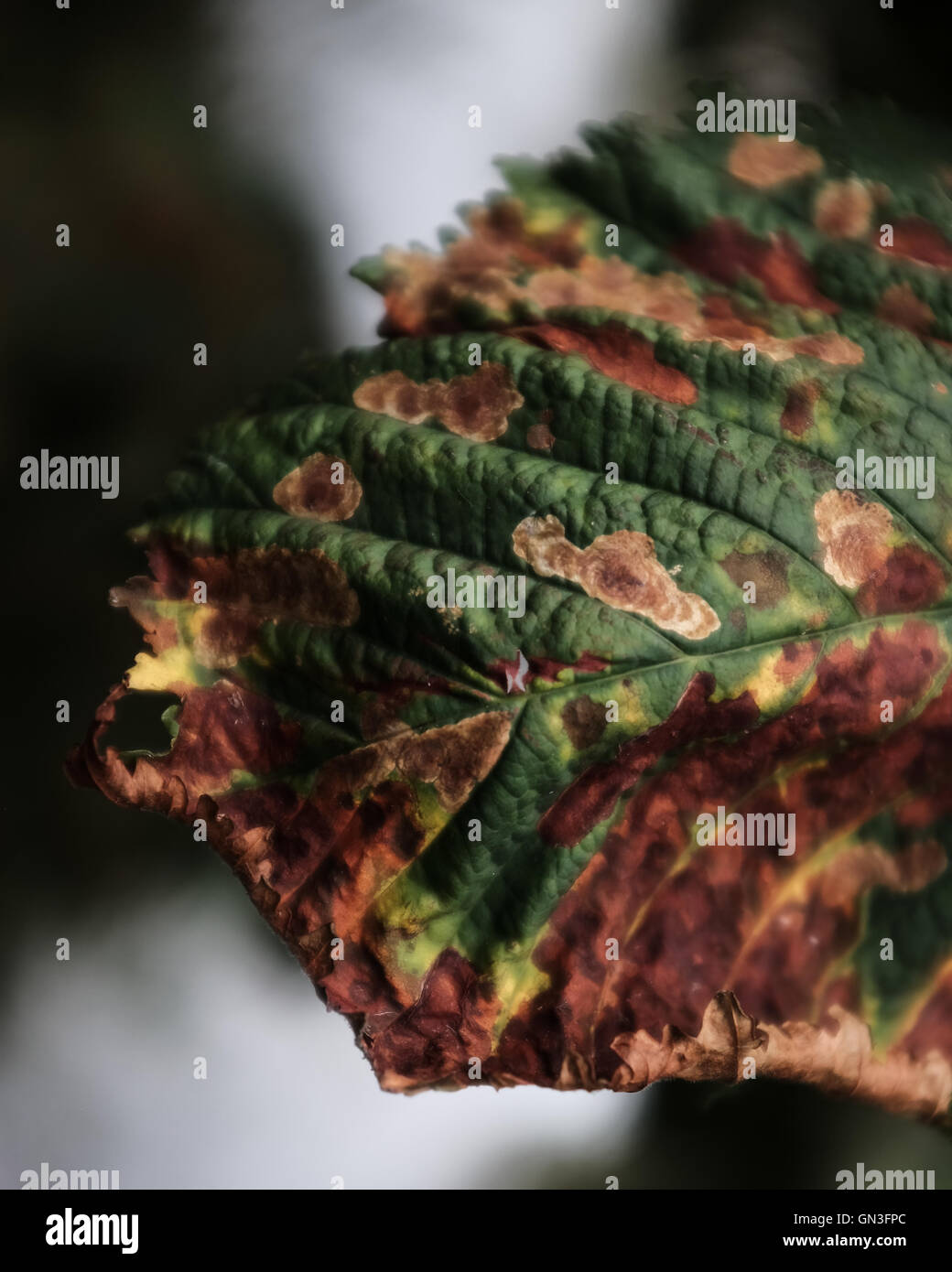 Dying leaf texture hi-res stock photography and images - Alamy