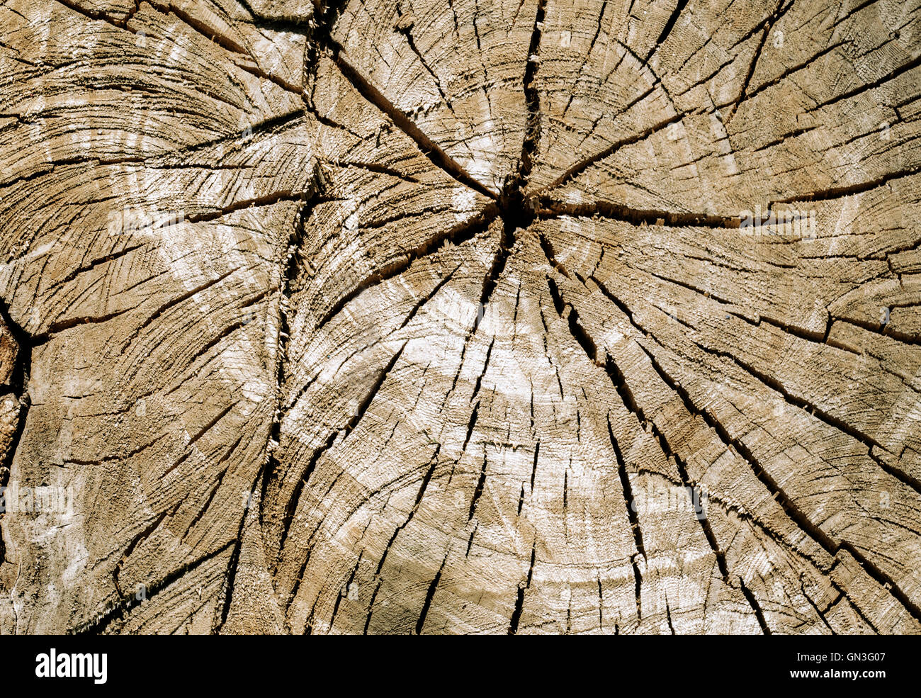 Texture of tree stump Stock Photo - Alamy