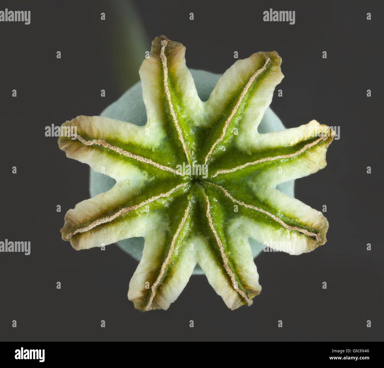 Top view of a field poppy seed head after flowering, Papaver rhoeas ...