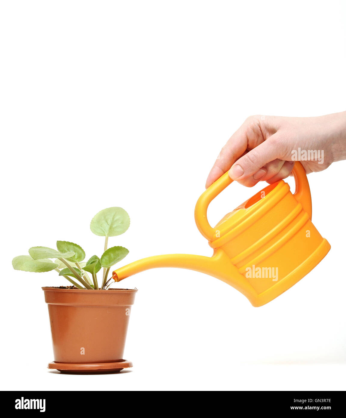 closeup hand watering a plant with watering can Stock Photo - Alamy